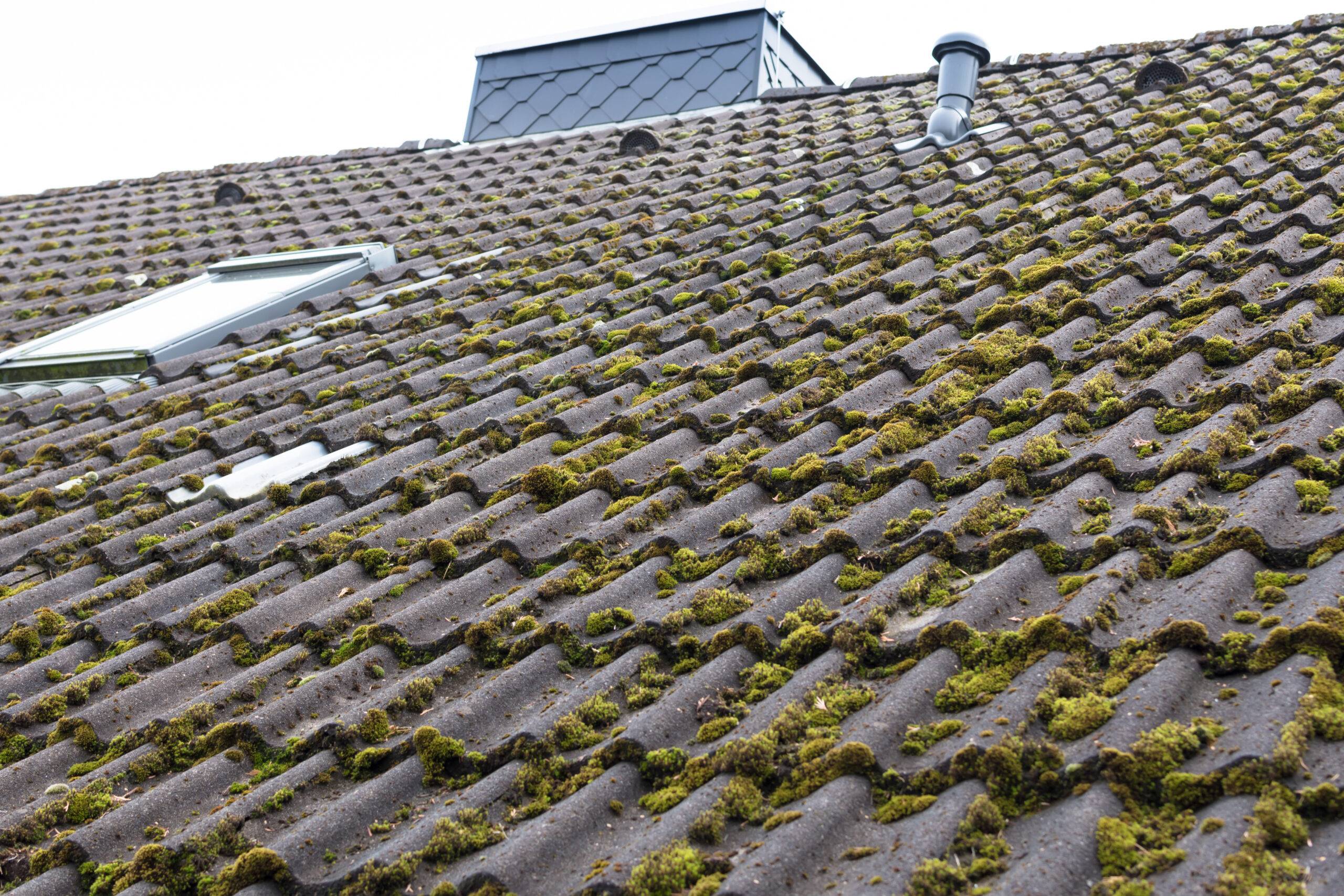 How Florida’s Humid Climate Affects Your Roof - Royalty Roofing